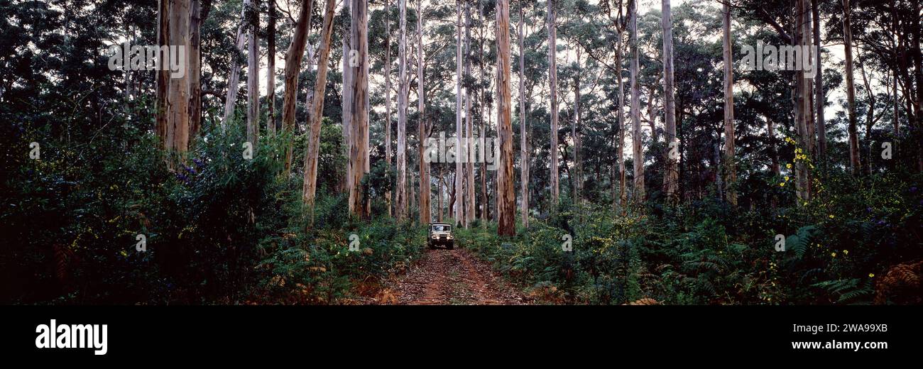 PANORAMIC VIEW OF LARGE KARRI TREES IN THE PEMBERTON AREA OF WESTERN ...