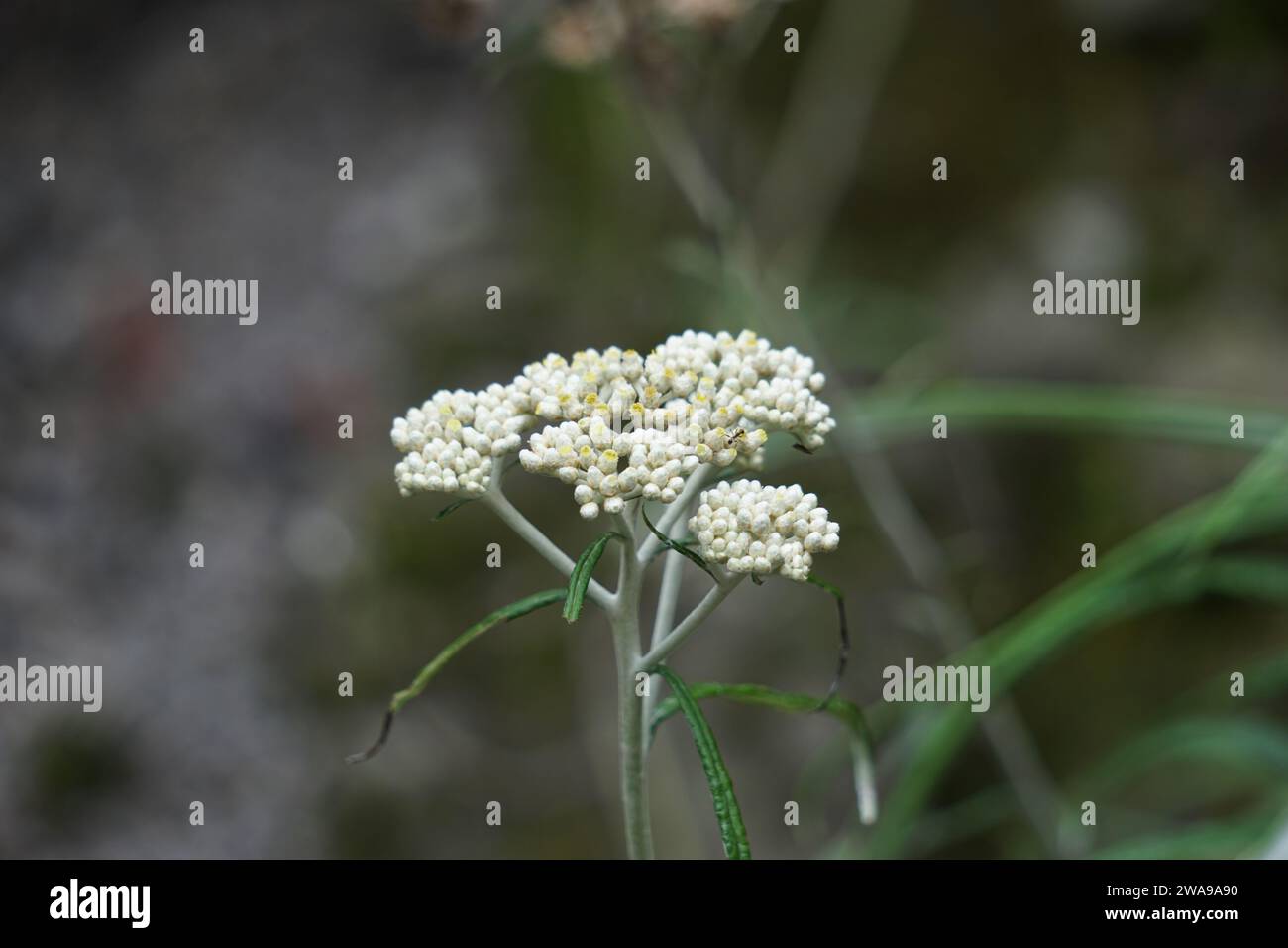 It is called the flower of immortality because this flower can survive ...