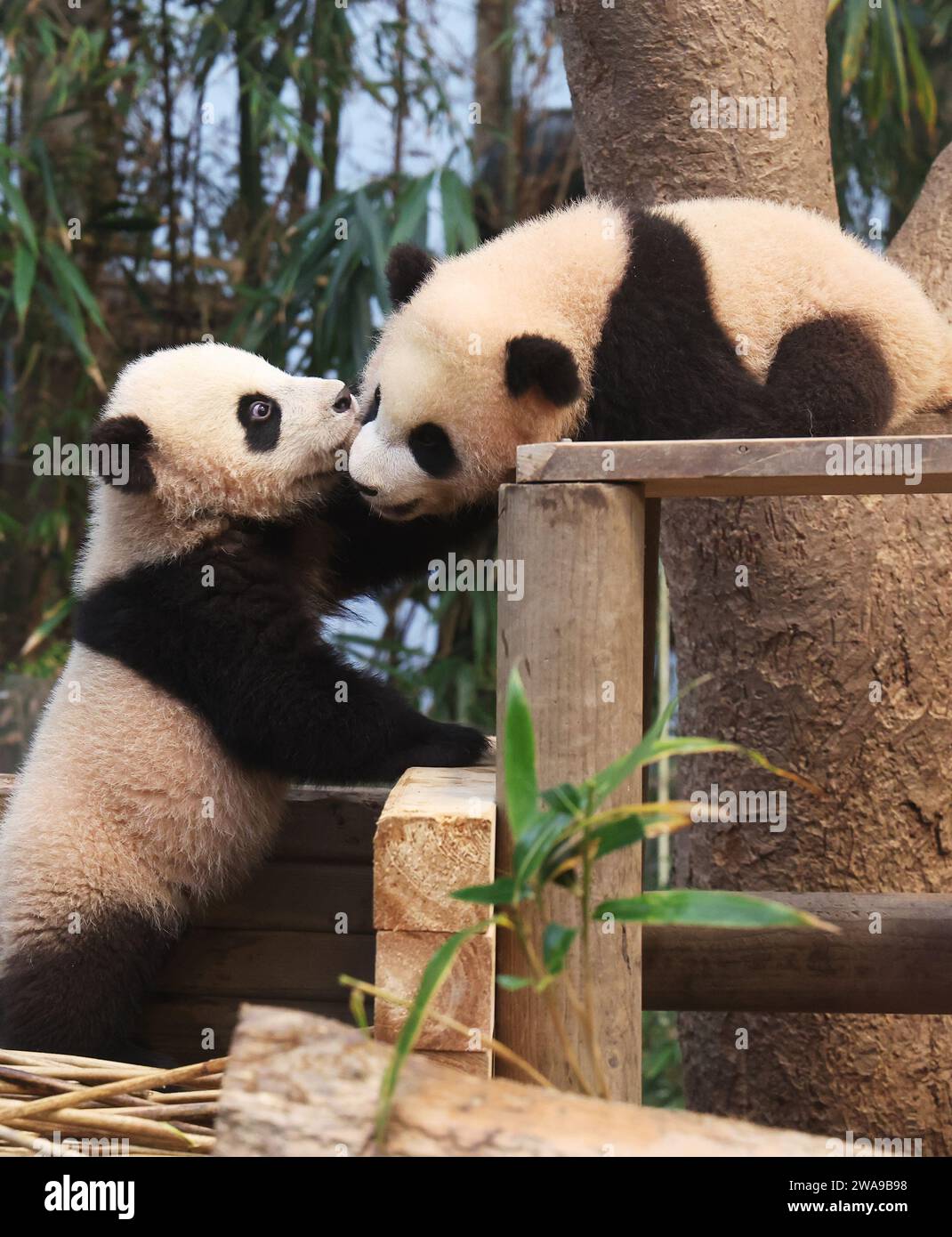 S. Korea-born twin giant pandas Twin female giant panda cubs -- Rui Bao ...