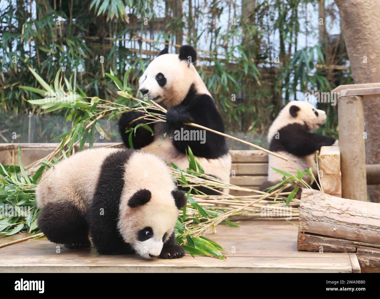 S. Korea-born twin giant pandas Twin female giant panda cubs -- Rui Bao ...