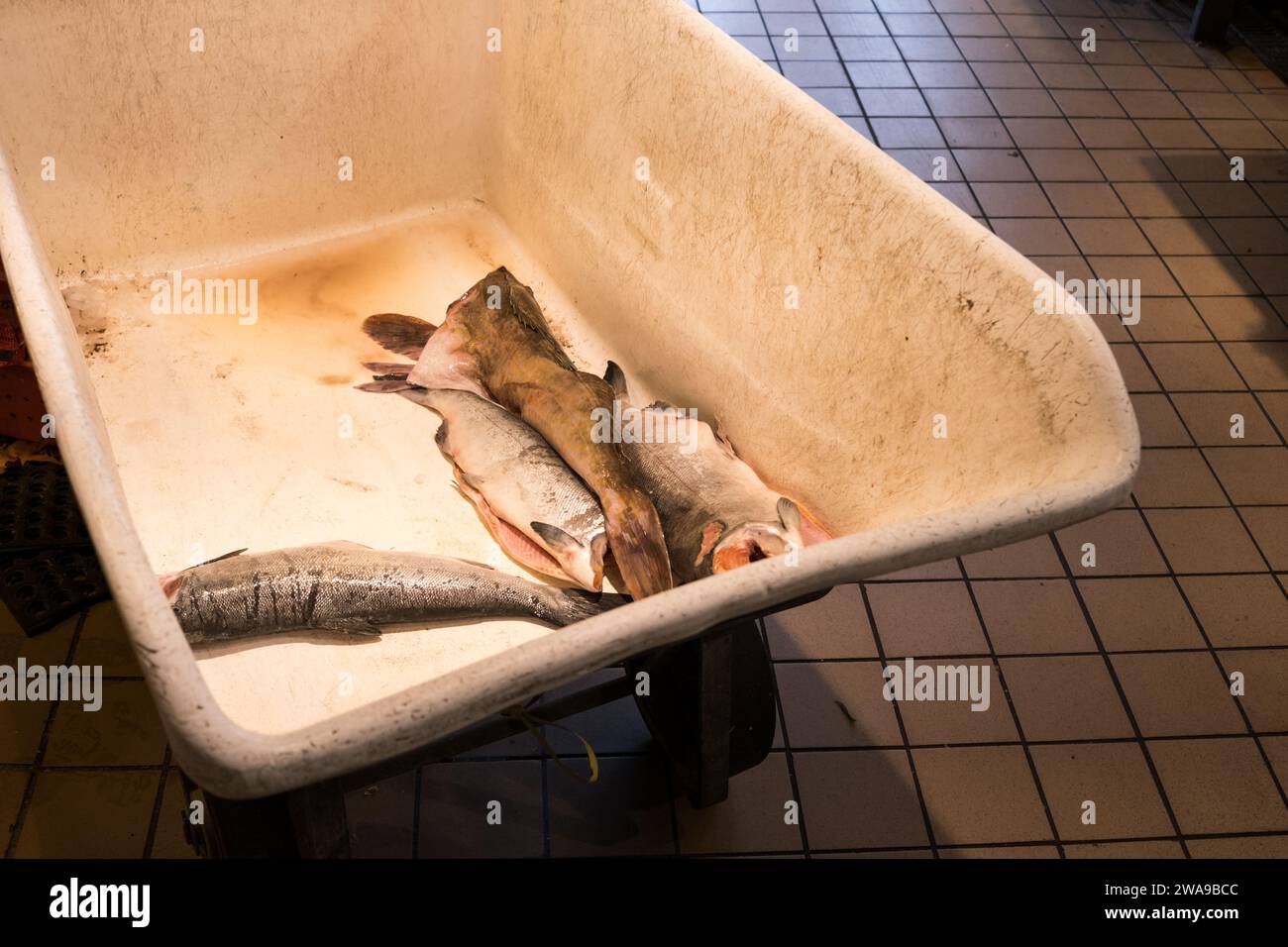 Seattle, USA. 26 Sep, 2023. Pike Place Market fresh fish at Jacks Fish ...