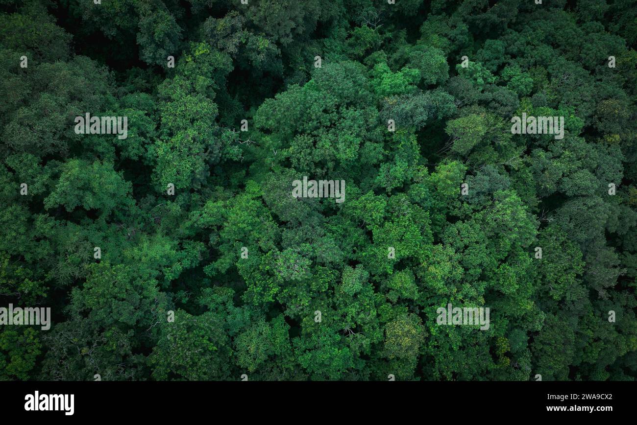 Aerial top view of green trees in forest. Drone view of dense green ...
