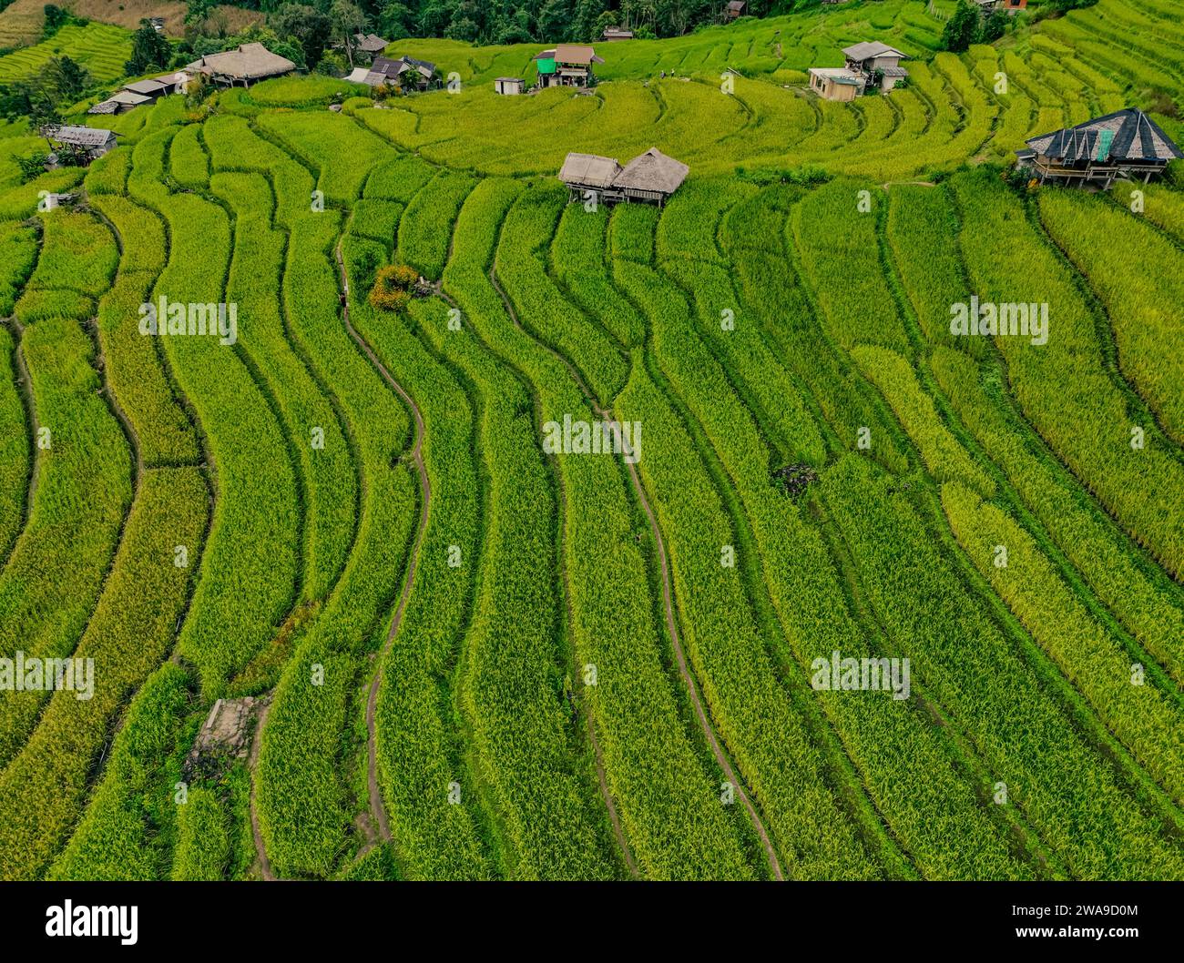 Landscape of green rice terraces amidst mountain agriculture. Travel ...
