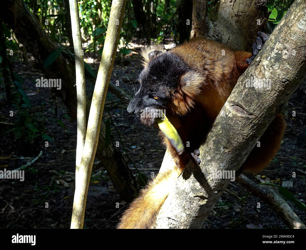 Hybrid Lemur in the Palmarium Reserve eating banana on Lake Amptiabe ...
