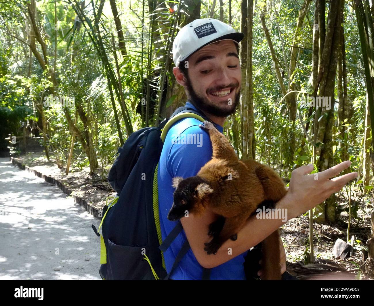 Hybrid Lemur cuddled by male tourist in the Palmarium Reserve, Lake ...