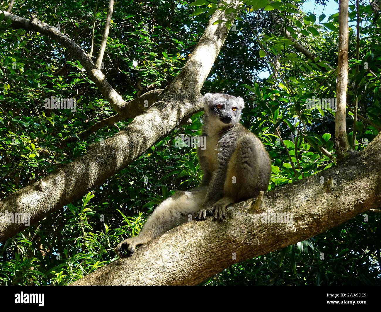 Commom brown lemur hi-res stock photography and images - Alamy