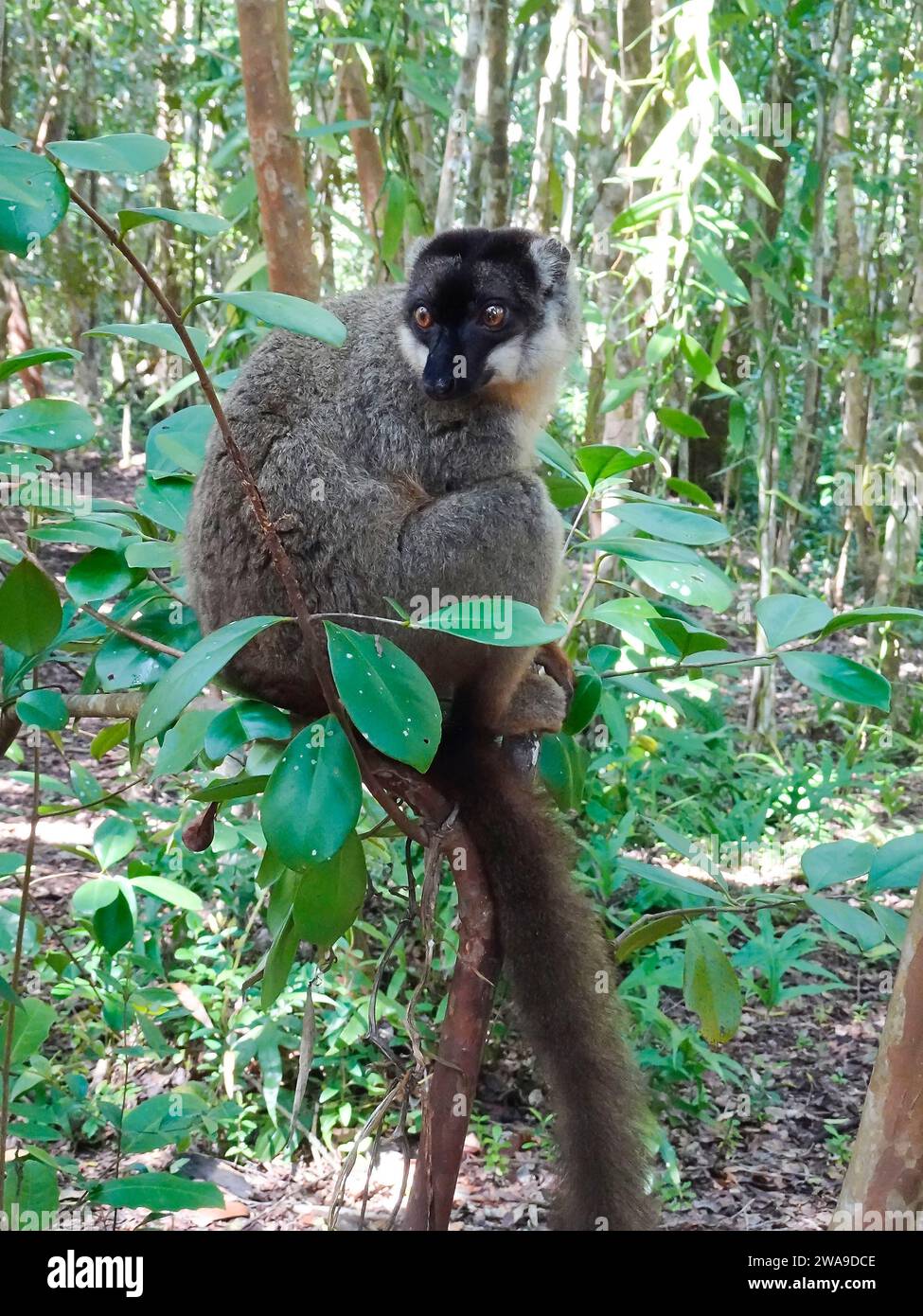 Commom brown lemur hi-res stock photography and images - Alamy
