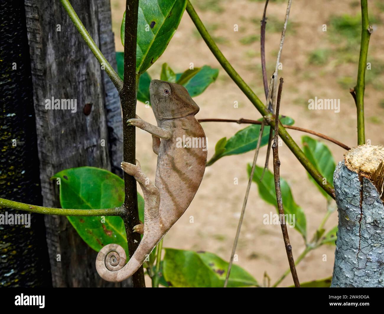 Chameleon climbing tree branch in Peyieras Reserve Madagascar ...
