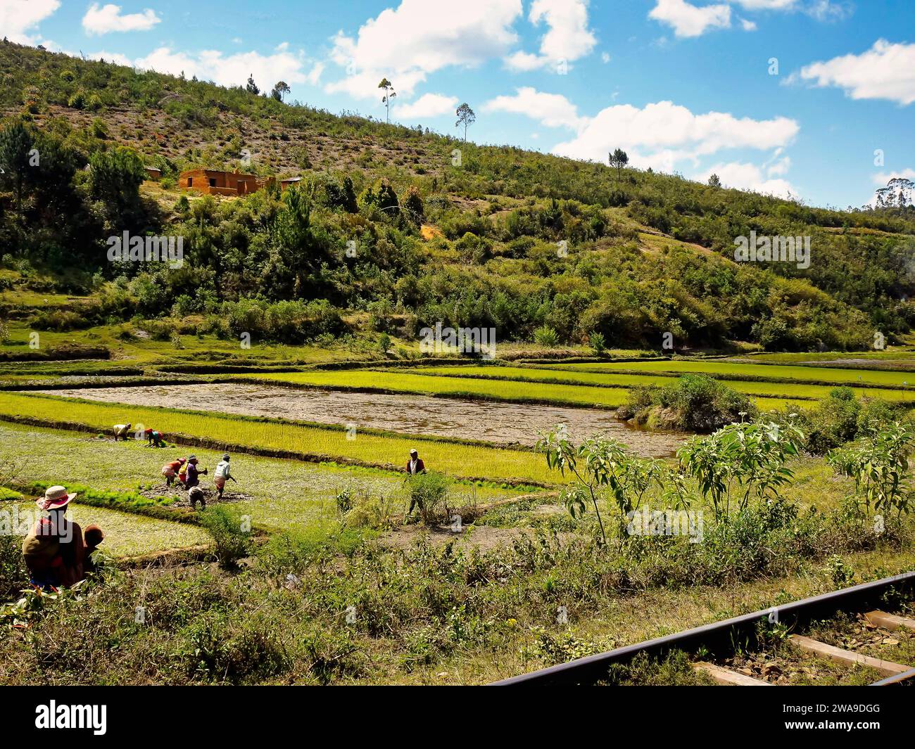 Rice Fields Near Antananarivo, Madagascar Stock Photo - Alamy