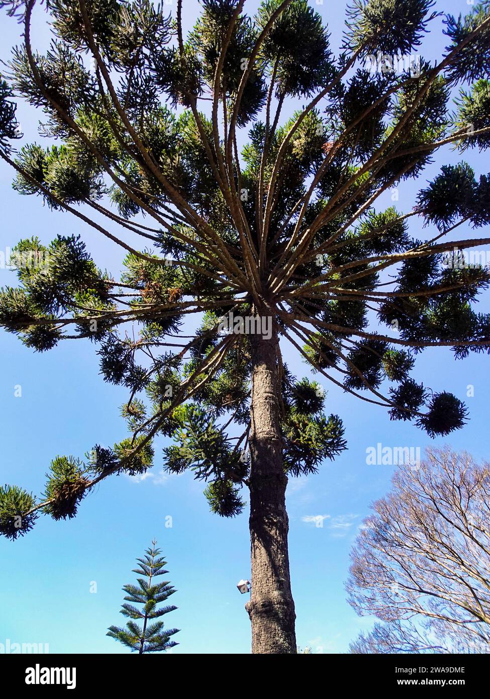 Mature Araucaria tree in the gardens of the Photographic museum's ...