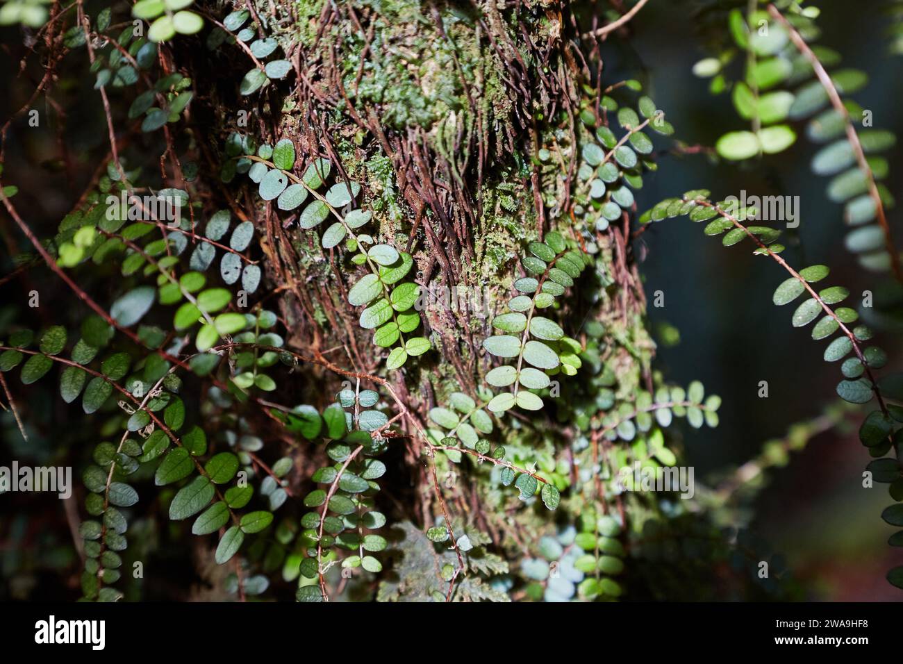 Small leaves shrubs plant detail Stock Photo - Alamy