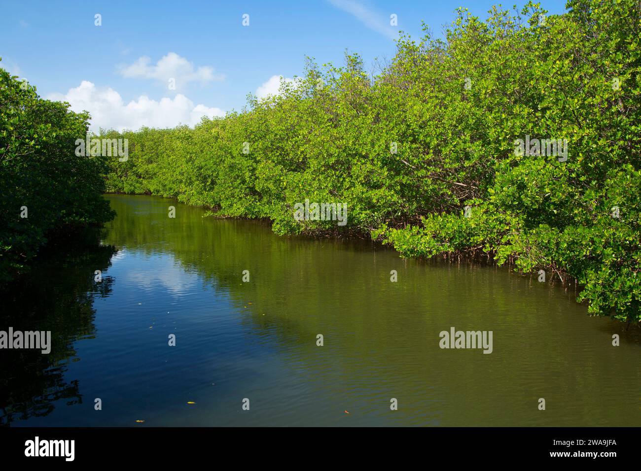 Mangrove wetland, Bear Point Sanctuary, Florida Stock Photo - Alamy