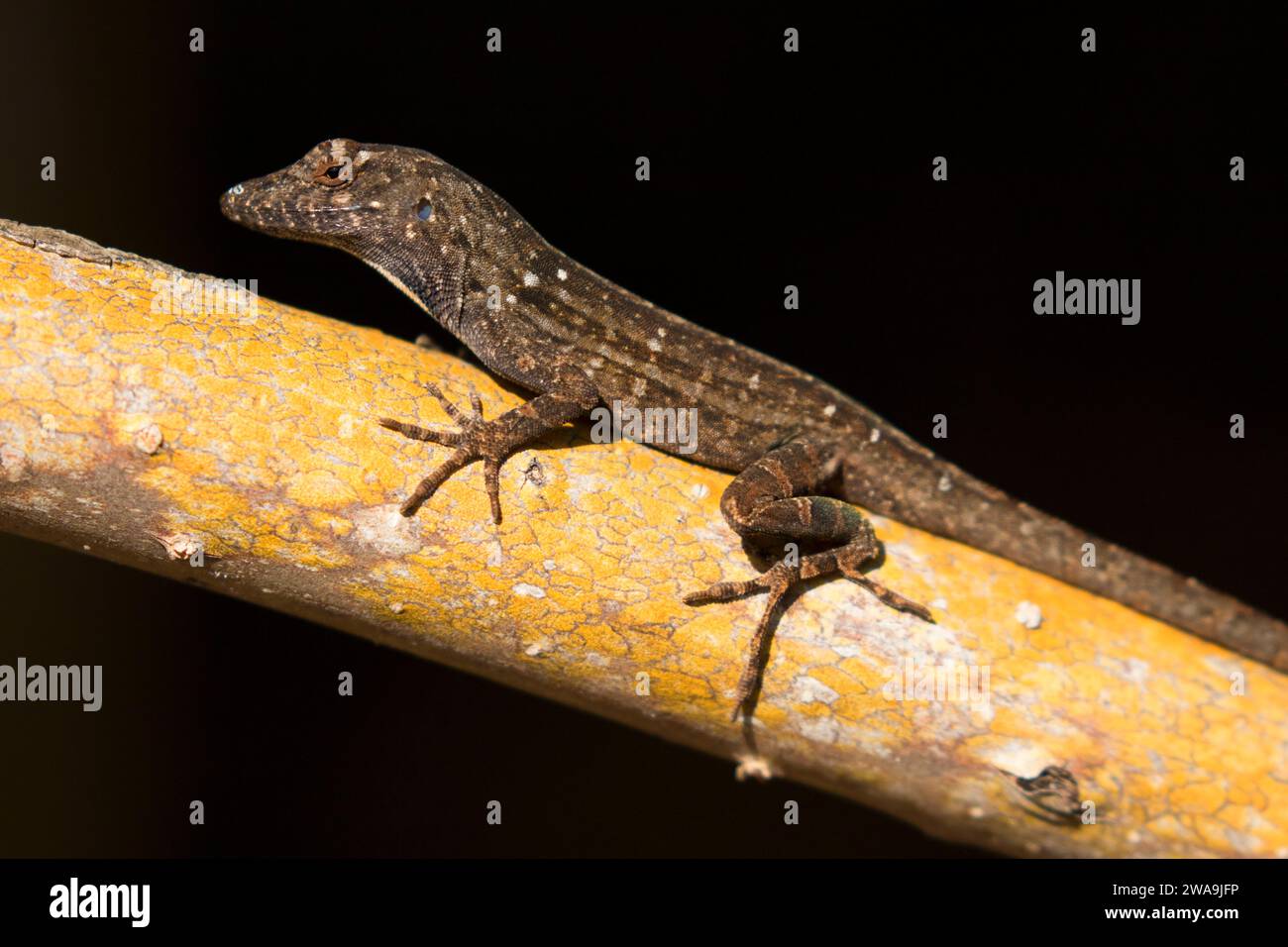 Brown anole (Anolis sagrei), Bear Point Sanctuary, Florida Stock Photo ...