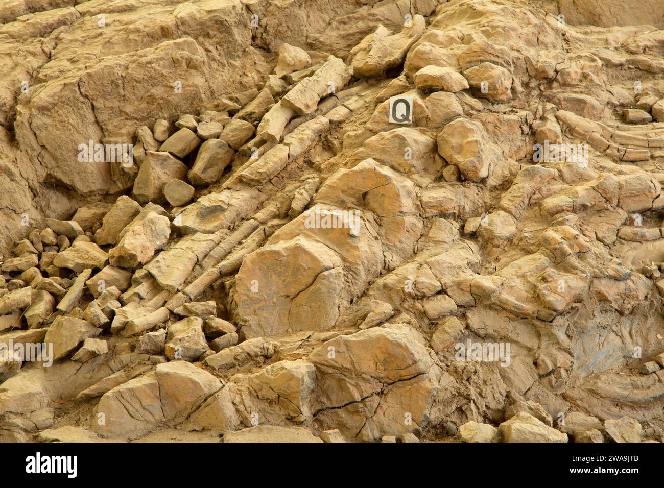 Ichthyosaur fossil site, Berlin-Icthyosaur State Park, Nevada Stock ...
