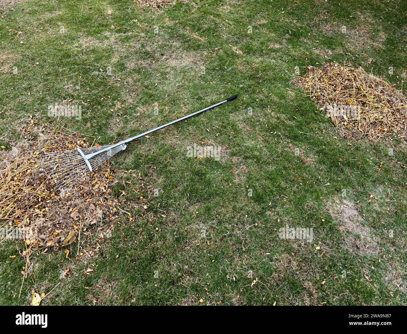 cleaning the fallen leaves from trees in the lawn by metal rake Stock ...