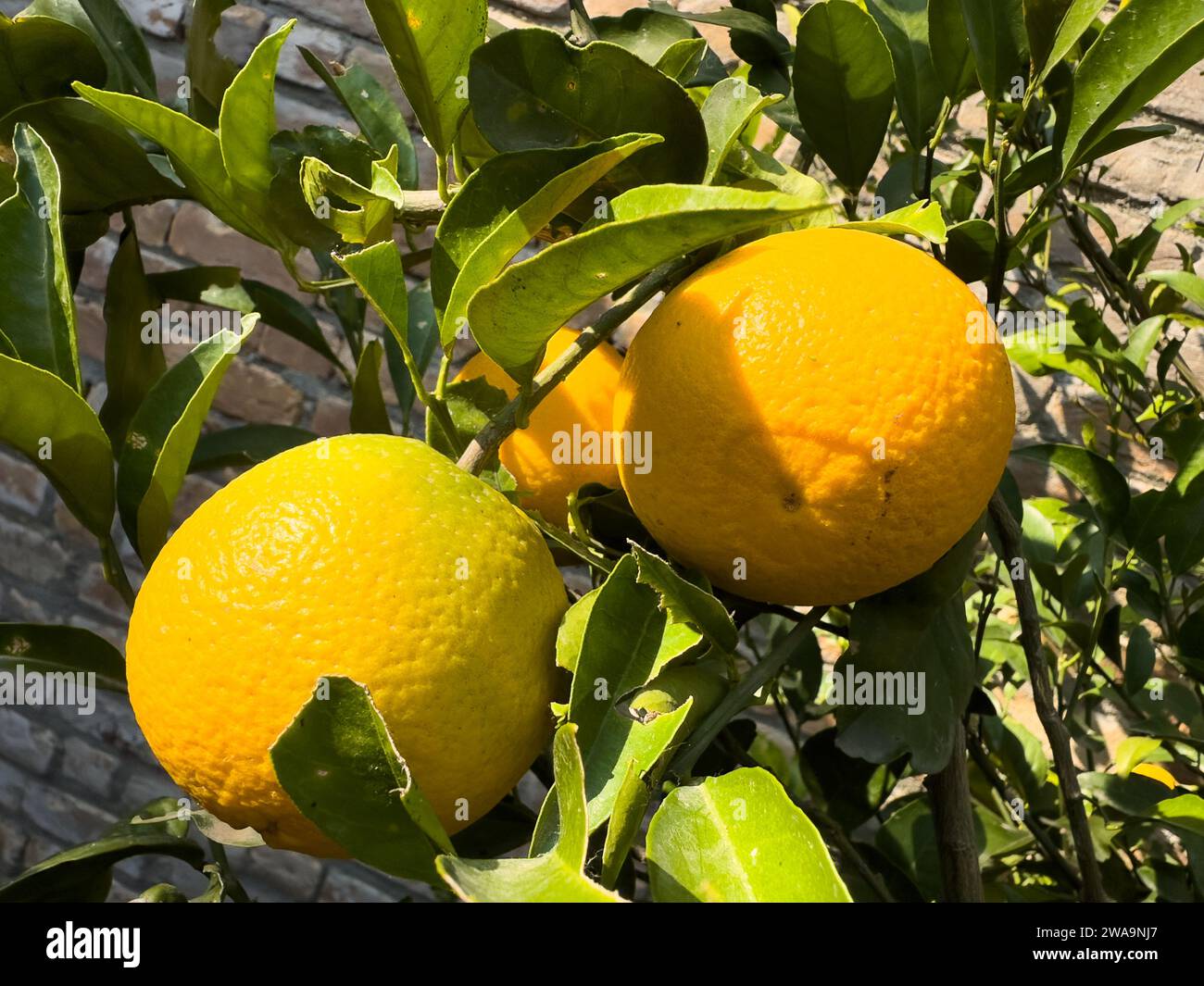 Sour orange tree hi-res stock photography and images - Alamy