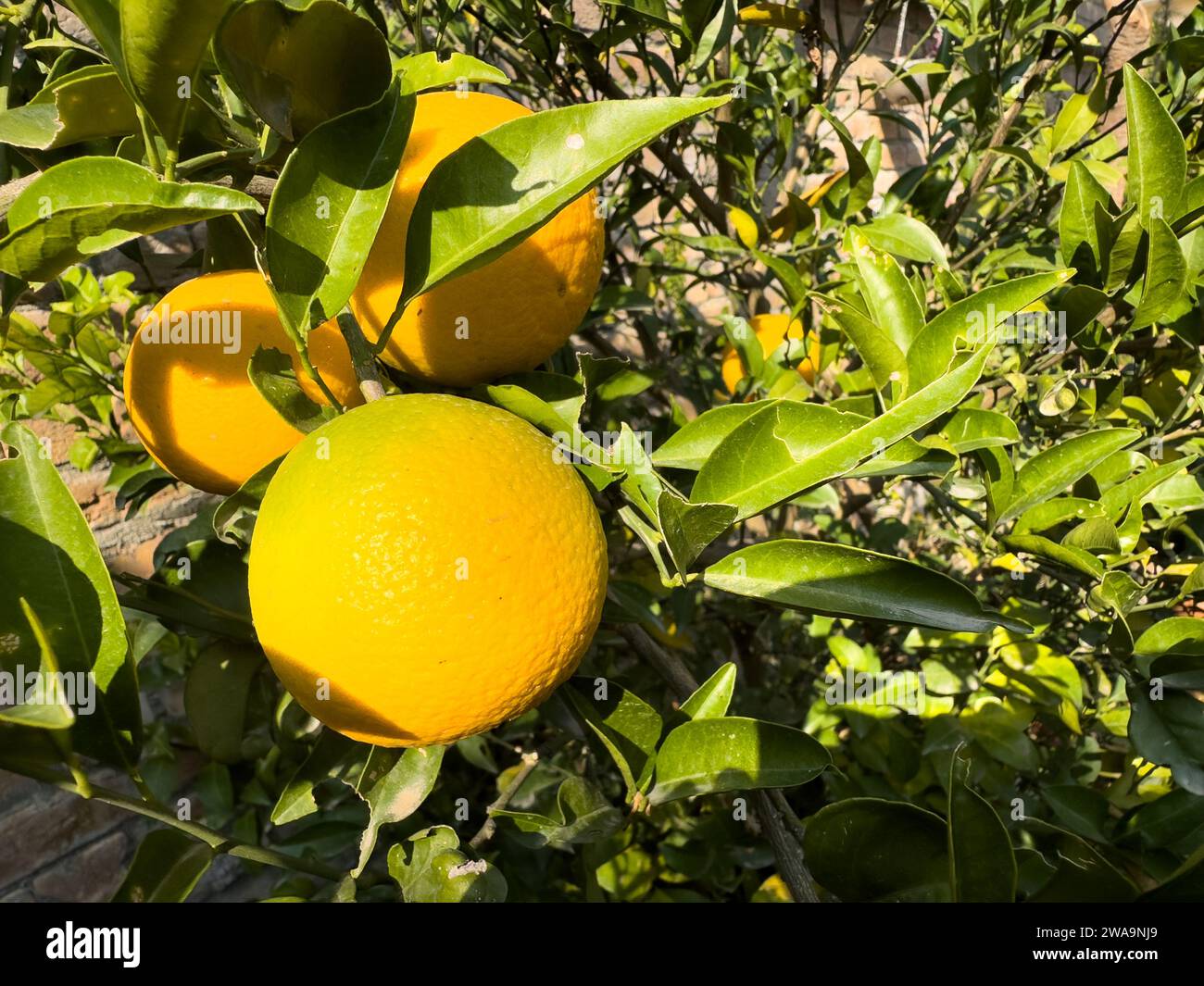 Sour orange tree hi-res stock photography and images - Alamy
