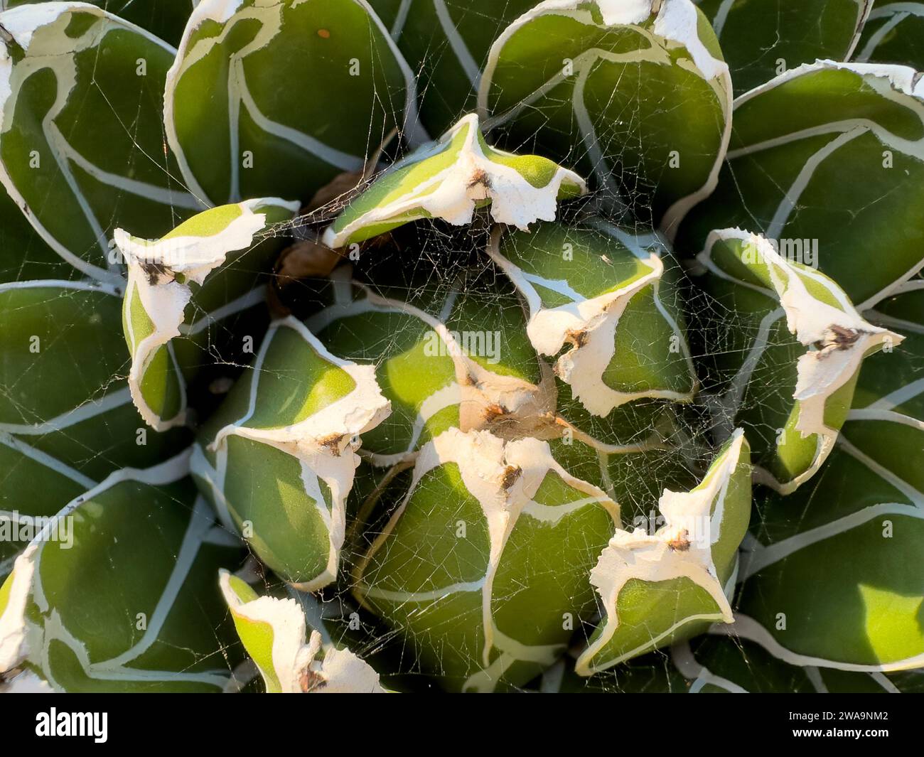 Agave plant covered in the cobweb Stock Photo - Alamy