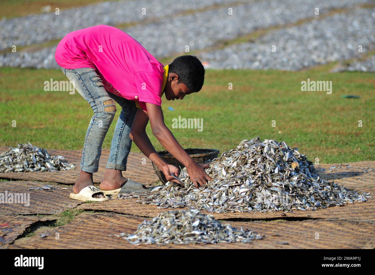 Desi chanda fish hi-res stock photography and images - Alamy