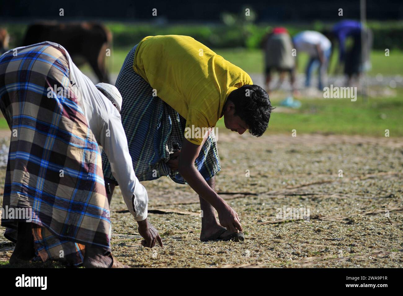 Workers are busy processing dried fish at the Lama Kazi area of Sylhet ...