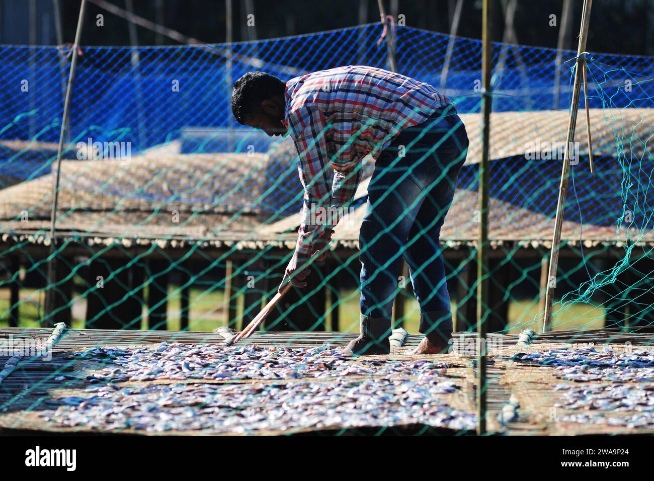 Desi chanda fish hi-res stock photography and images - Alamy