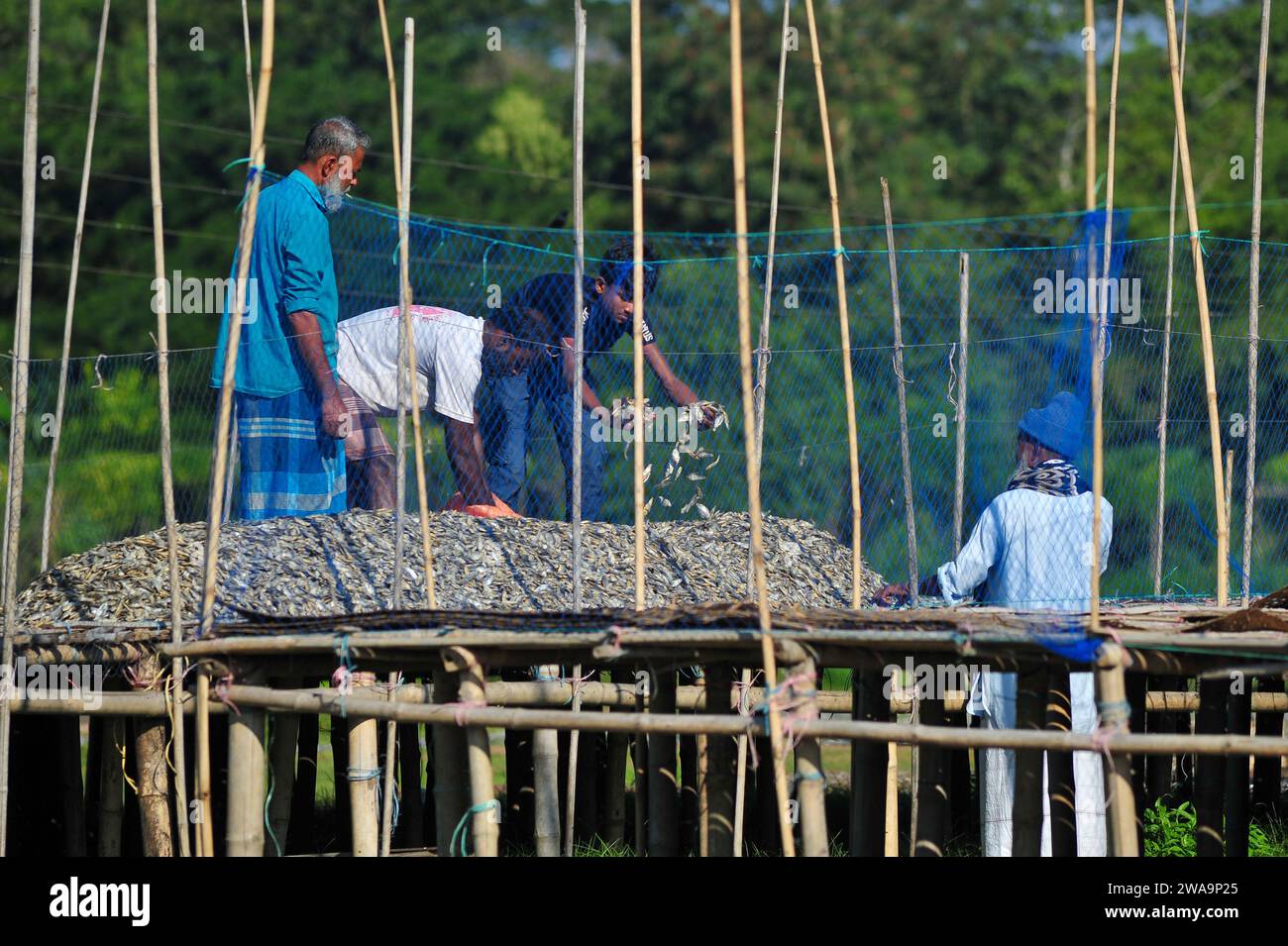 Workers are busy processing dried fish at the Lama Kazi area of Sylhet ...
