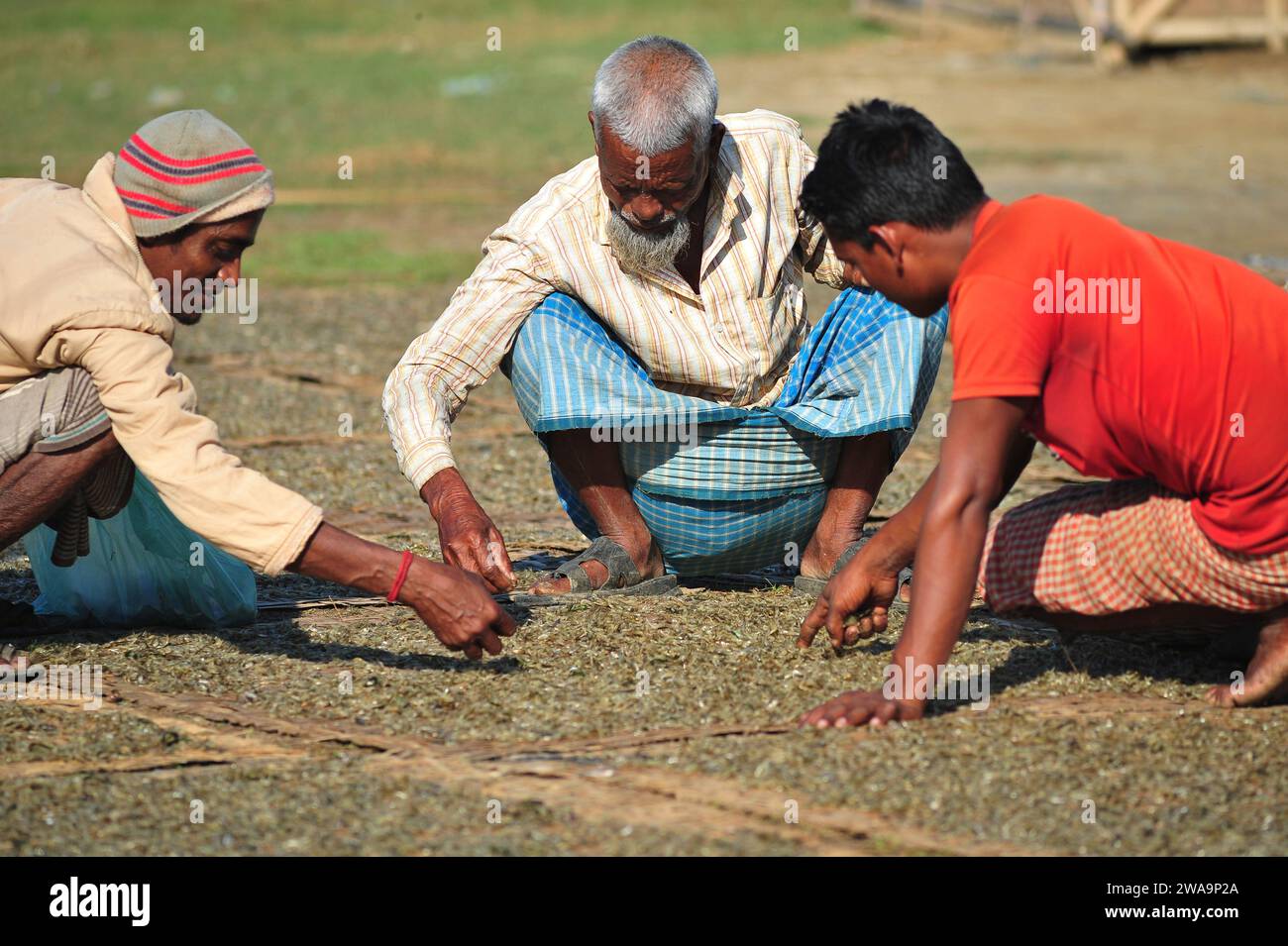 Workers are busy processing dried fish at the Lama Kazi area of Sylhet ...