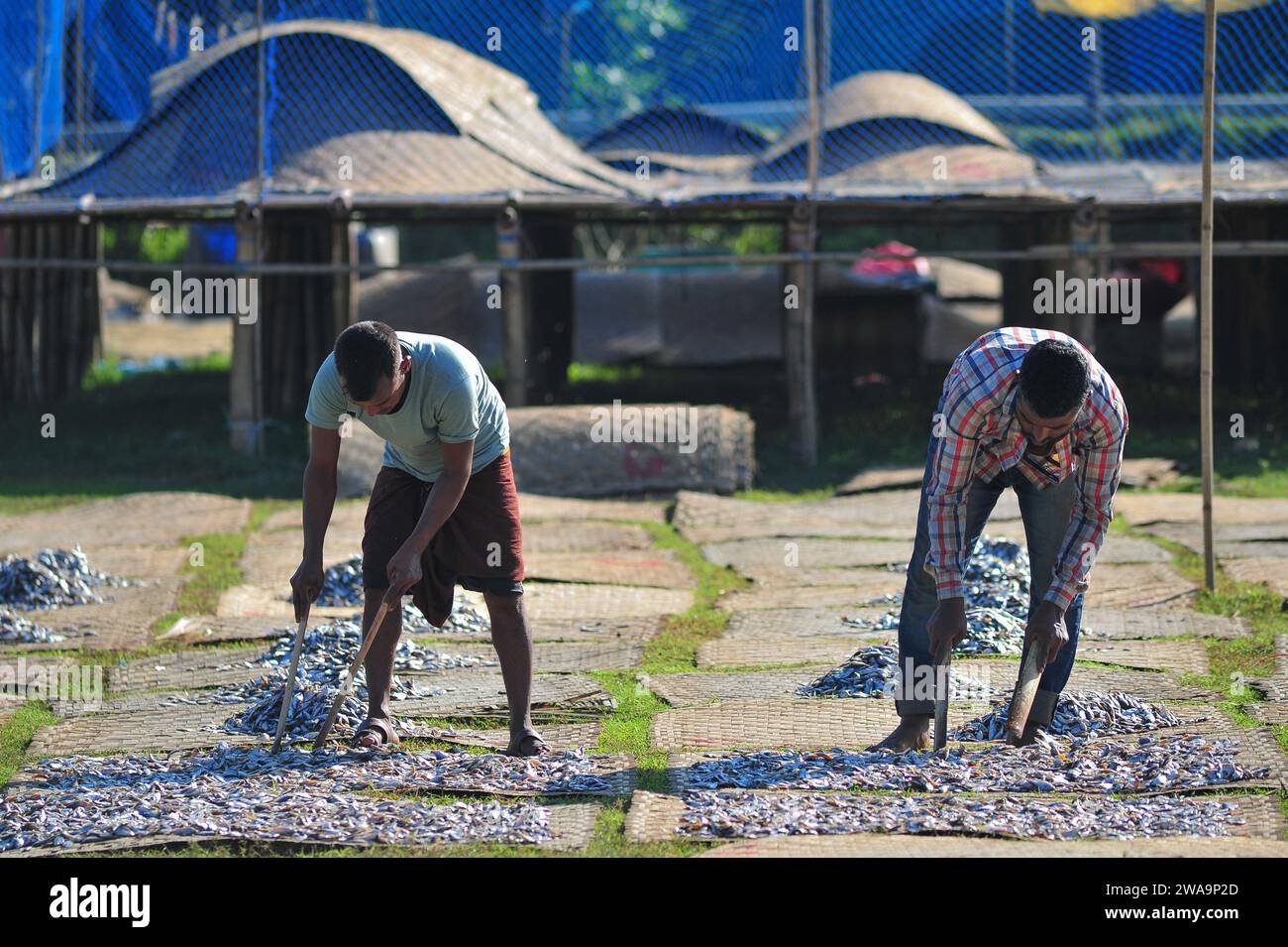 Workers are busy processing dried fish at the Lama Kazi area of Sylhet ...
