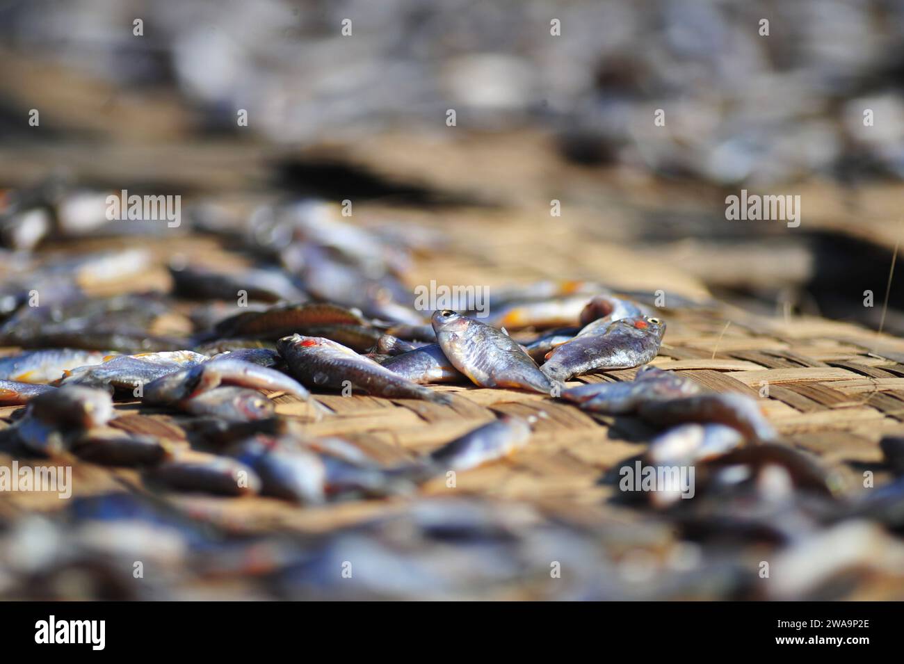 Workers are busy processing dried fish at the Lama Kazi area of Sylhet ...