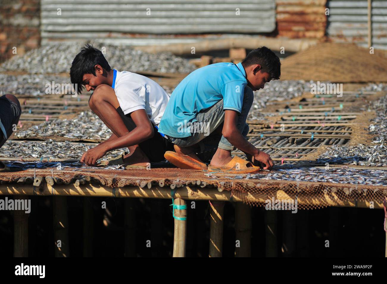 Workers are busy processing dried fish at the Lama Kazi area of Sylhet ...