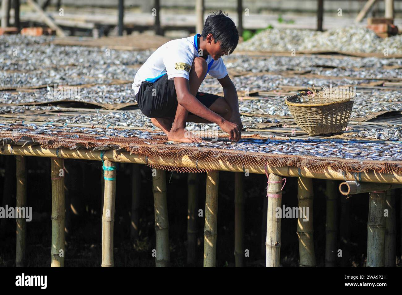 Workers are busy processing dried fish at the Lama Kazi area of Sylhet ...