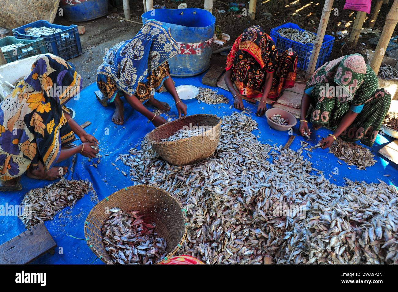 Workers are busy processing dried fish at the Lama Kazi area of Sylhet ...
