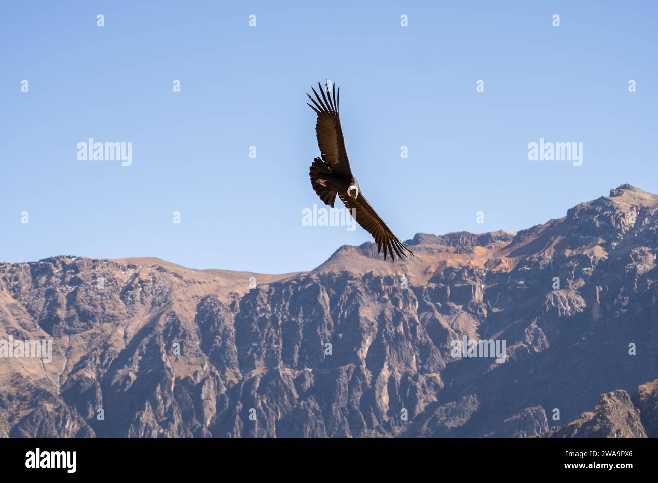 Condor in Colca Canyon Peru Stock Photo - Alamy