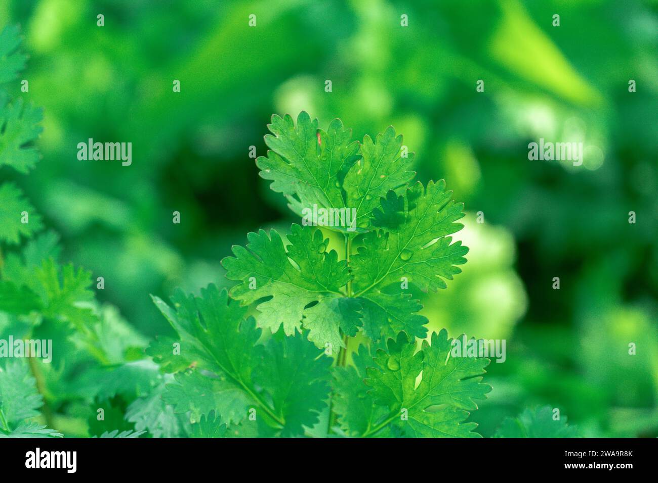 Coriander plant in vegetables garden for health. Growing Parsley in the Garden. Patterns of ...