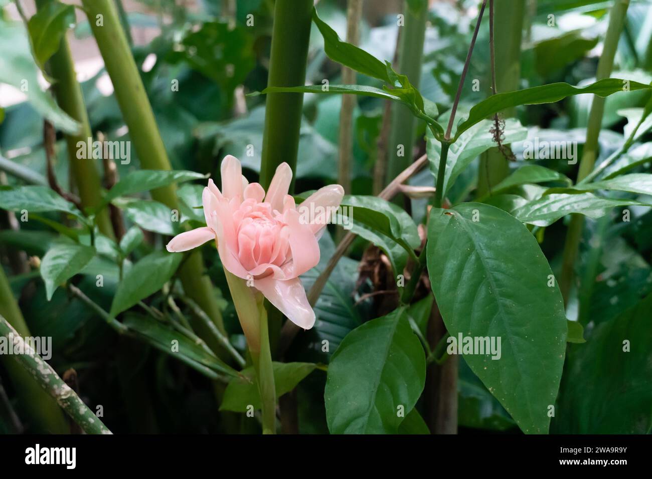Tropical Flower Beautiful red pink blossom torch Ginger local flower in nature with distinctive ...