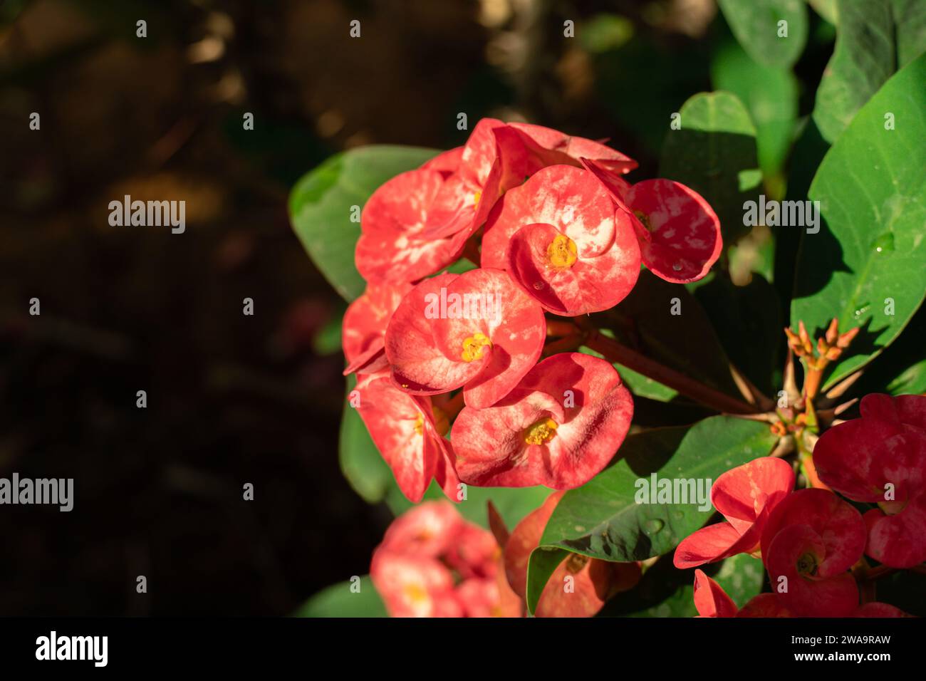 closeup pink poi sian flower with drop water in the morning on garden ...
