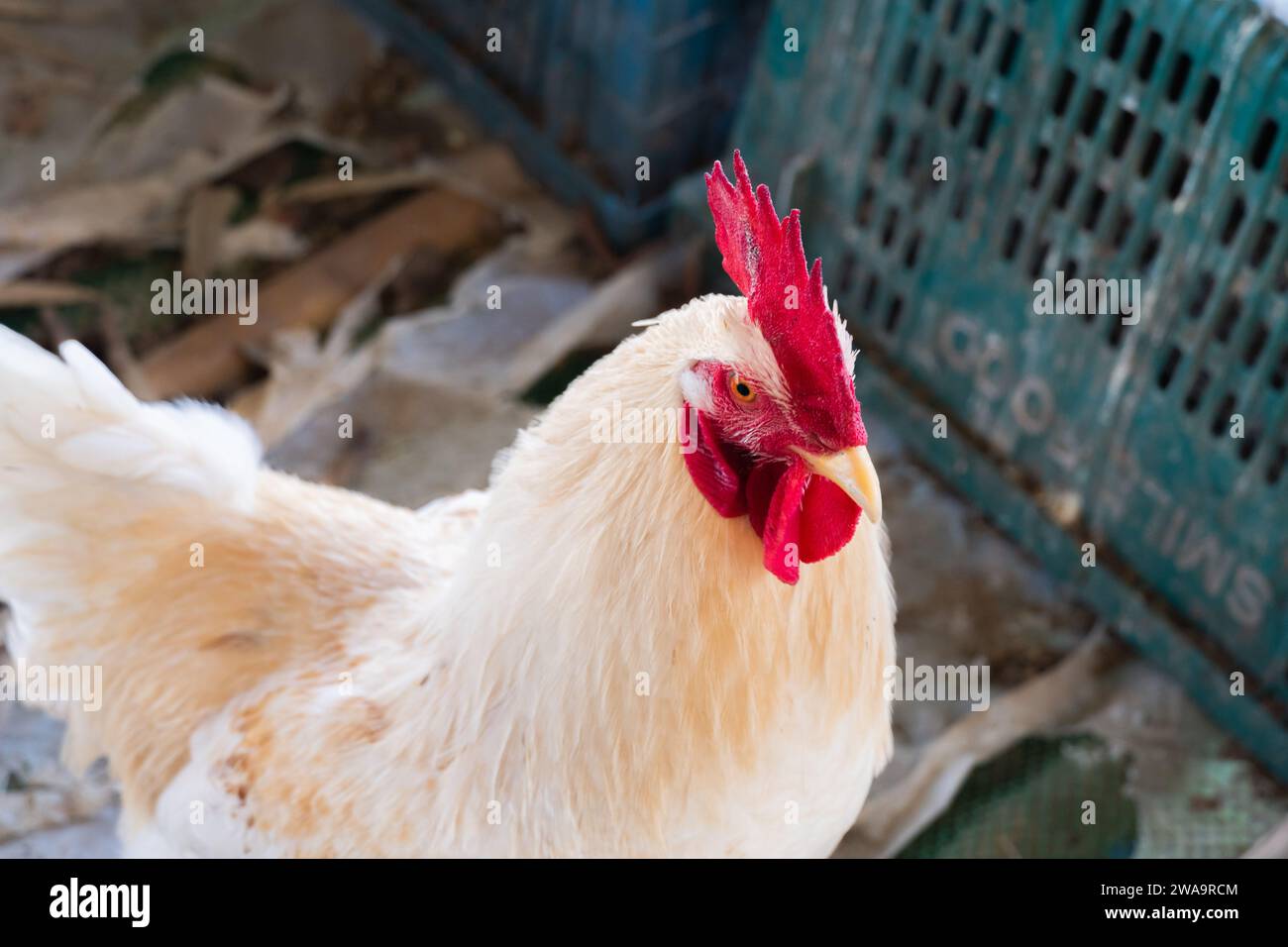 Big Chicken Farm Broiler Chickens