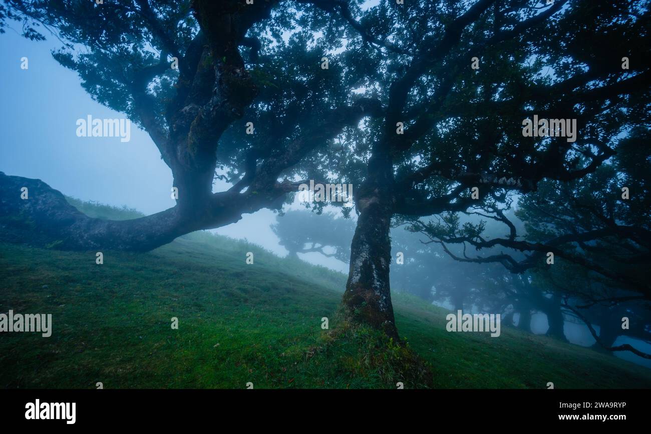 Fanal forest , old mystical tree in Madeira island, Unesco Stock Photo ...