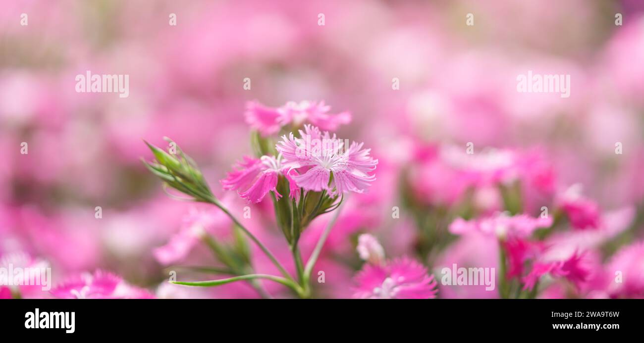 Closeup of pink Dianthus flower under sunlight using as background ...