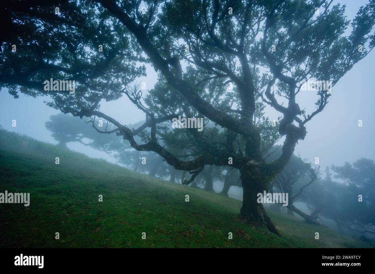 Fanal forest , old mystical tree in Madeira island, Unesco Stock Photo ...