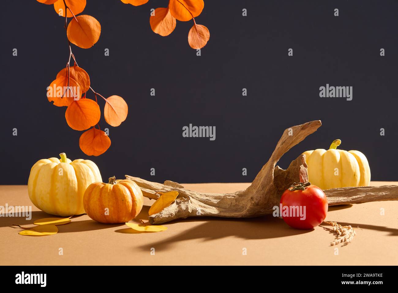 A big tree branch decorated with several pumpkins and a tomato. Empty ...