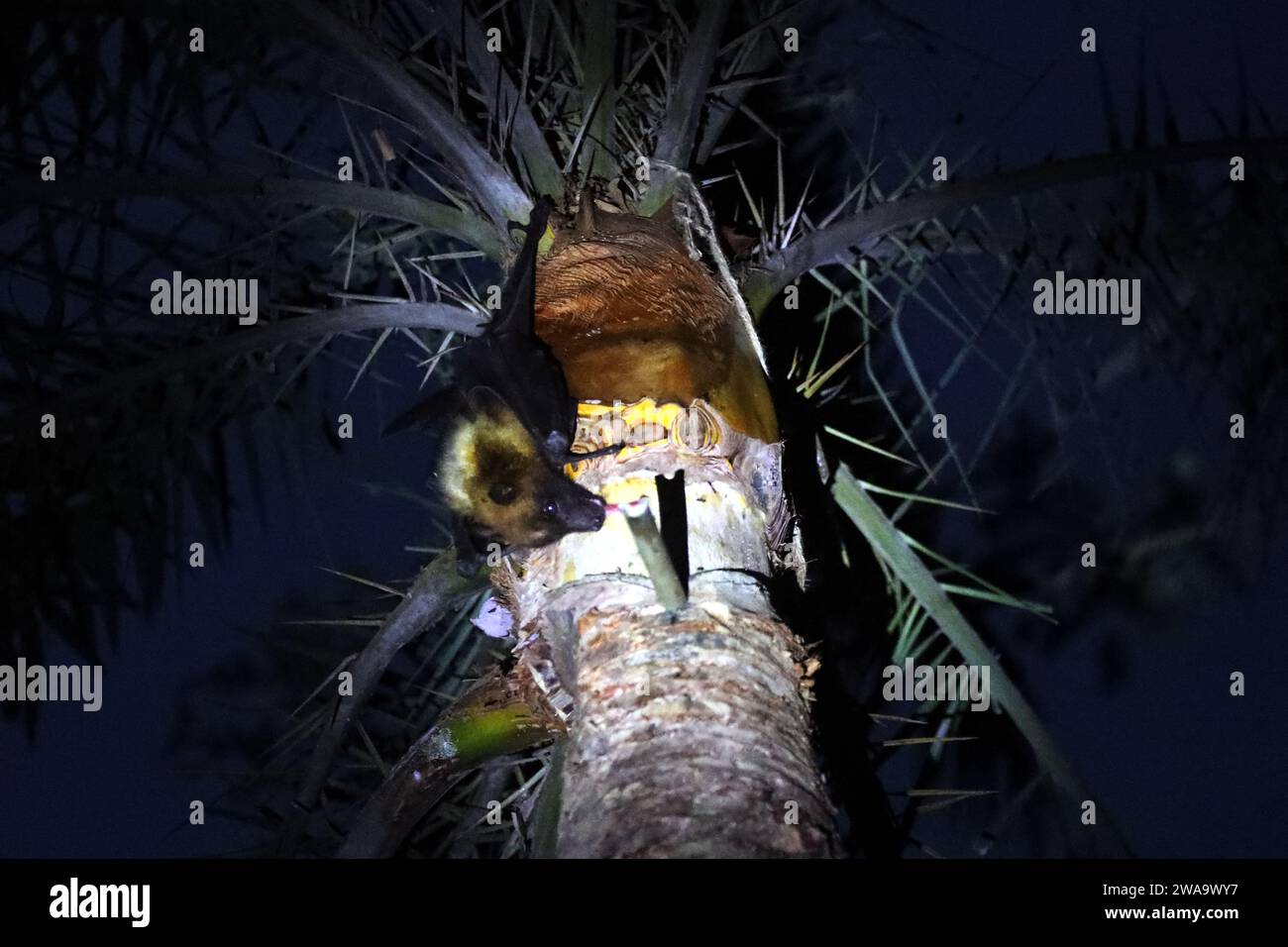 A Bat sits on a tree to drinking raw date juice in Munshiganj outskirts ...