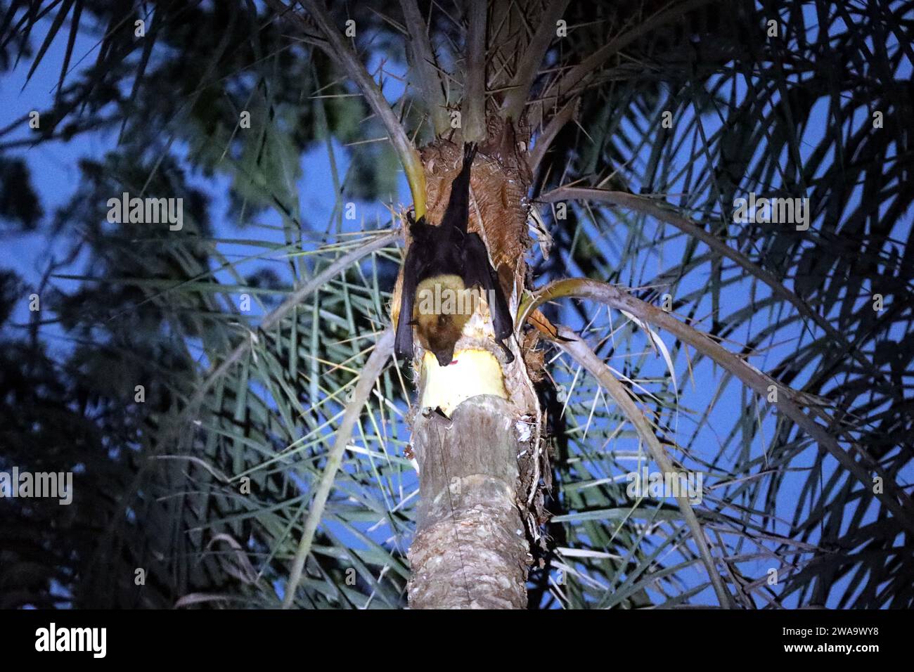 A Bat sits on a tree to drinking raw date juice in Munshiganj outskirts ...