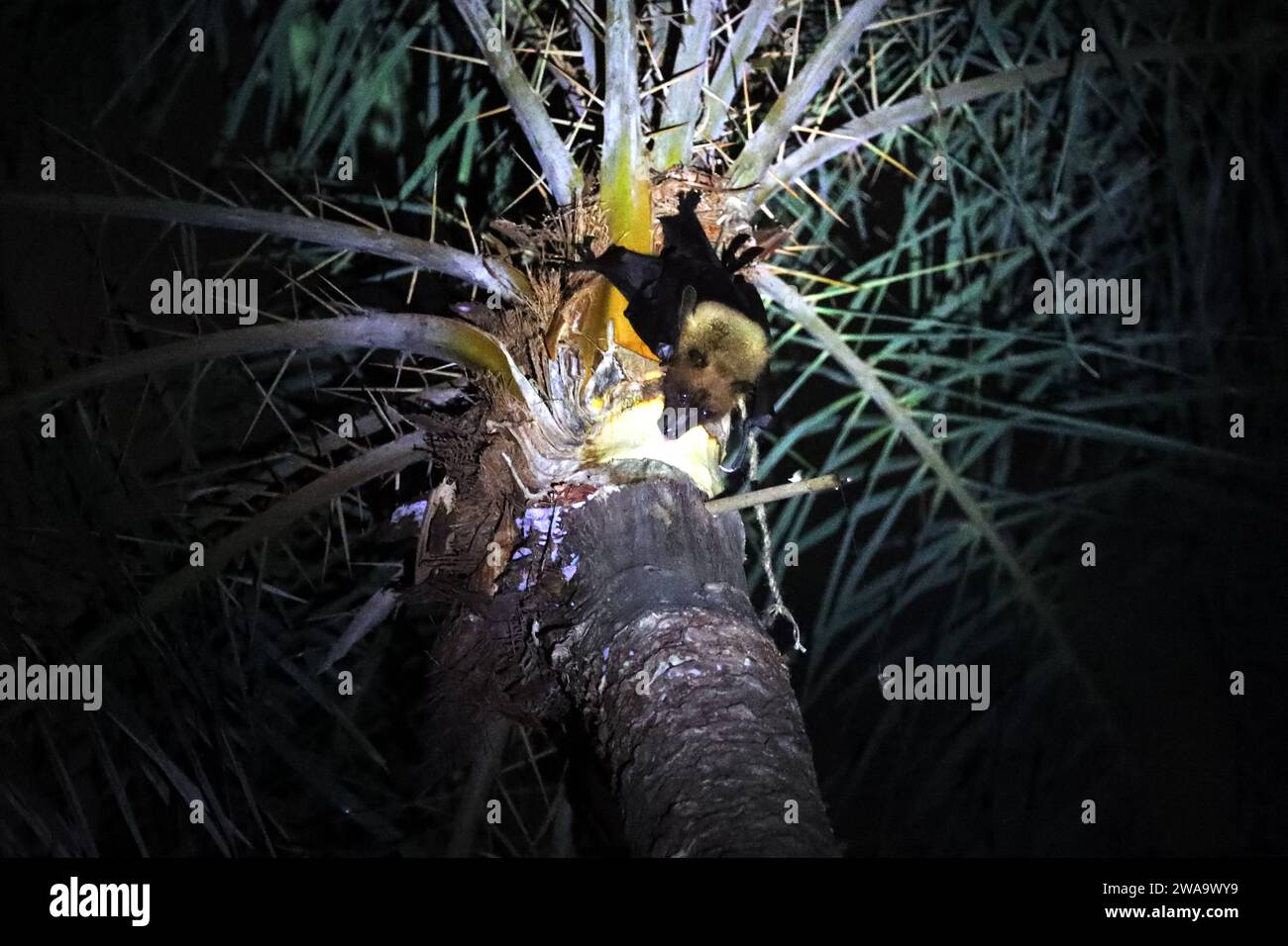 A Bat sits on a tree to drinking raw date juice in Munshiganj outskirts ...