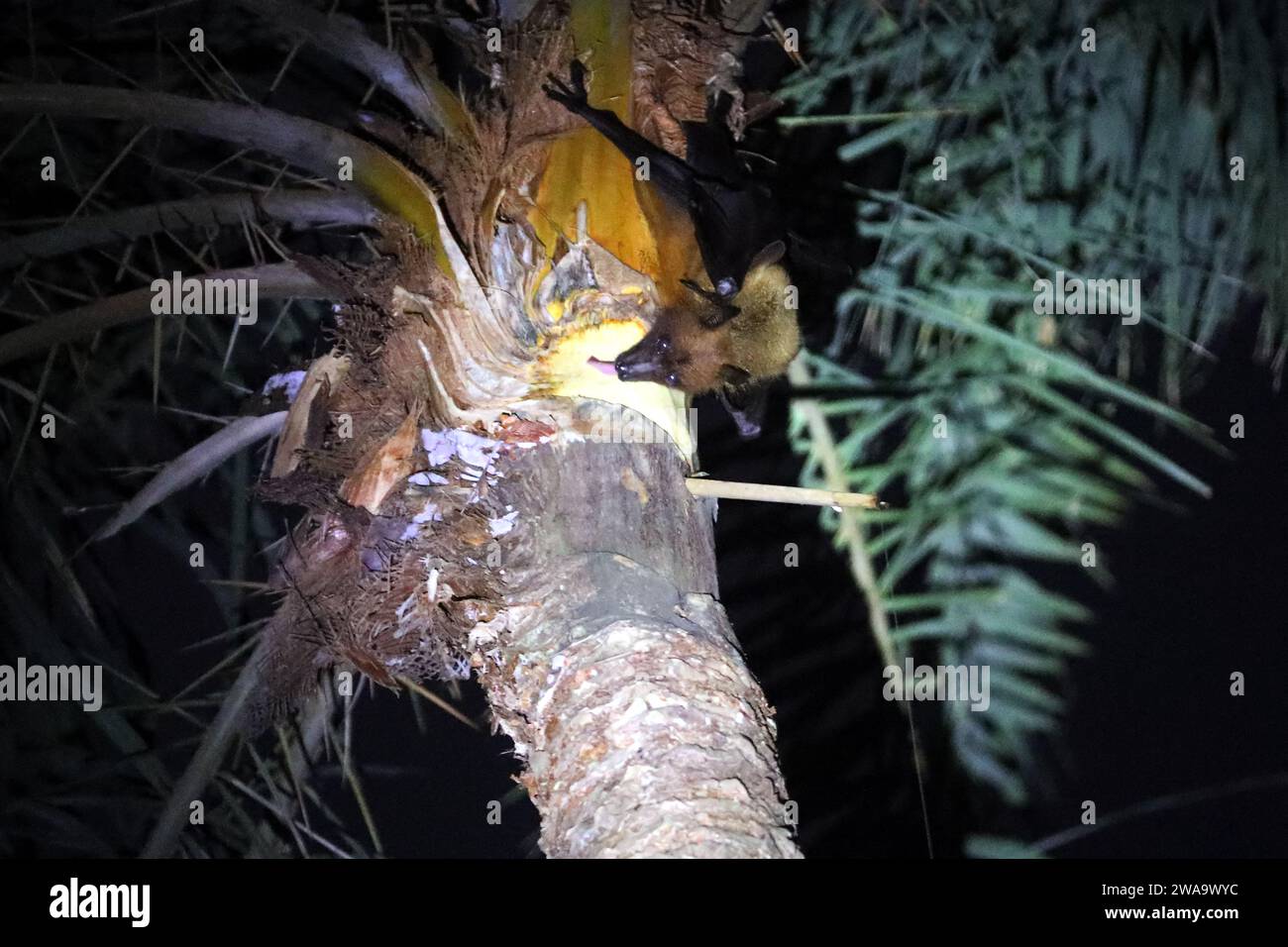 A Bat sits on a tree to drinking raw date juice in Munshiganj outskirts ...