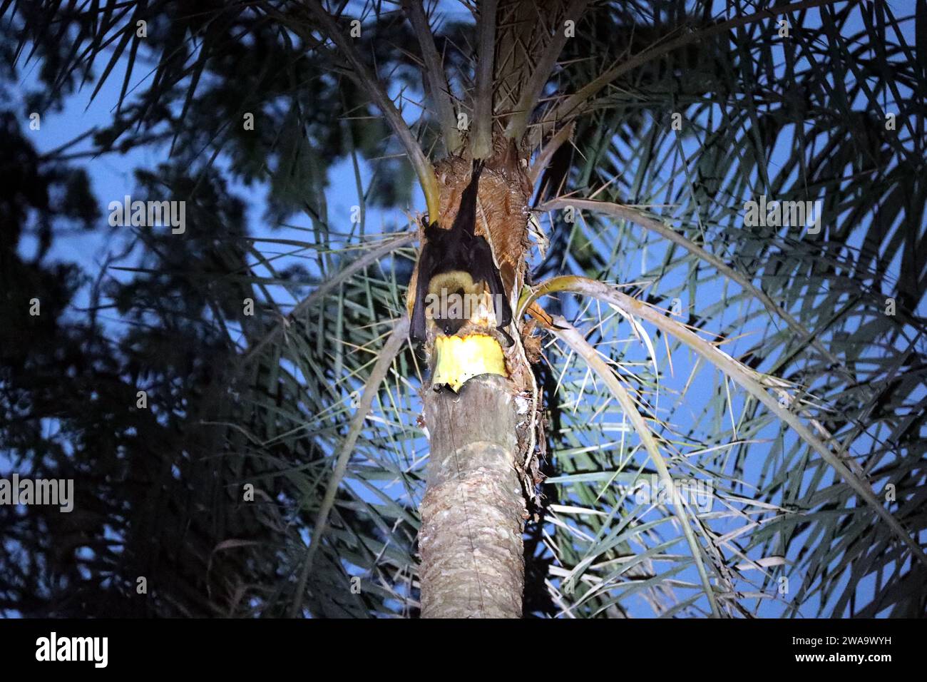 A Bat sits on a tree to drinking raw date juice in Munshiganj outskirts ...