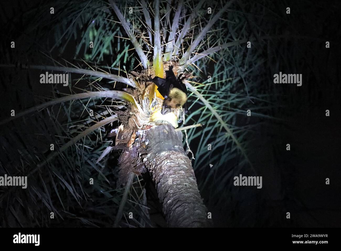 A Bat sits on a tree to drinking raw date juice in Munshiganj outskirts ...