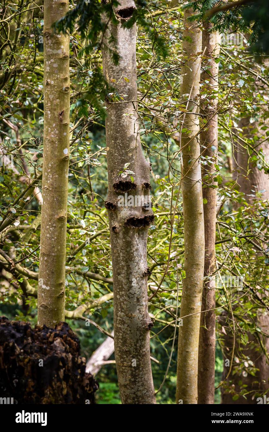 Marks in a tree trunk appearing to look like a face Stock Photo - Alamy