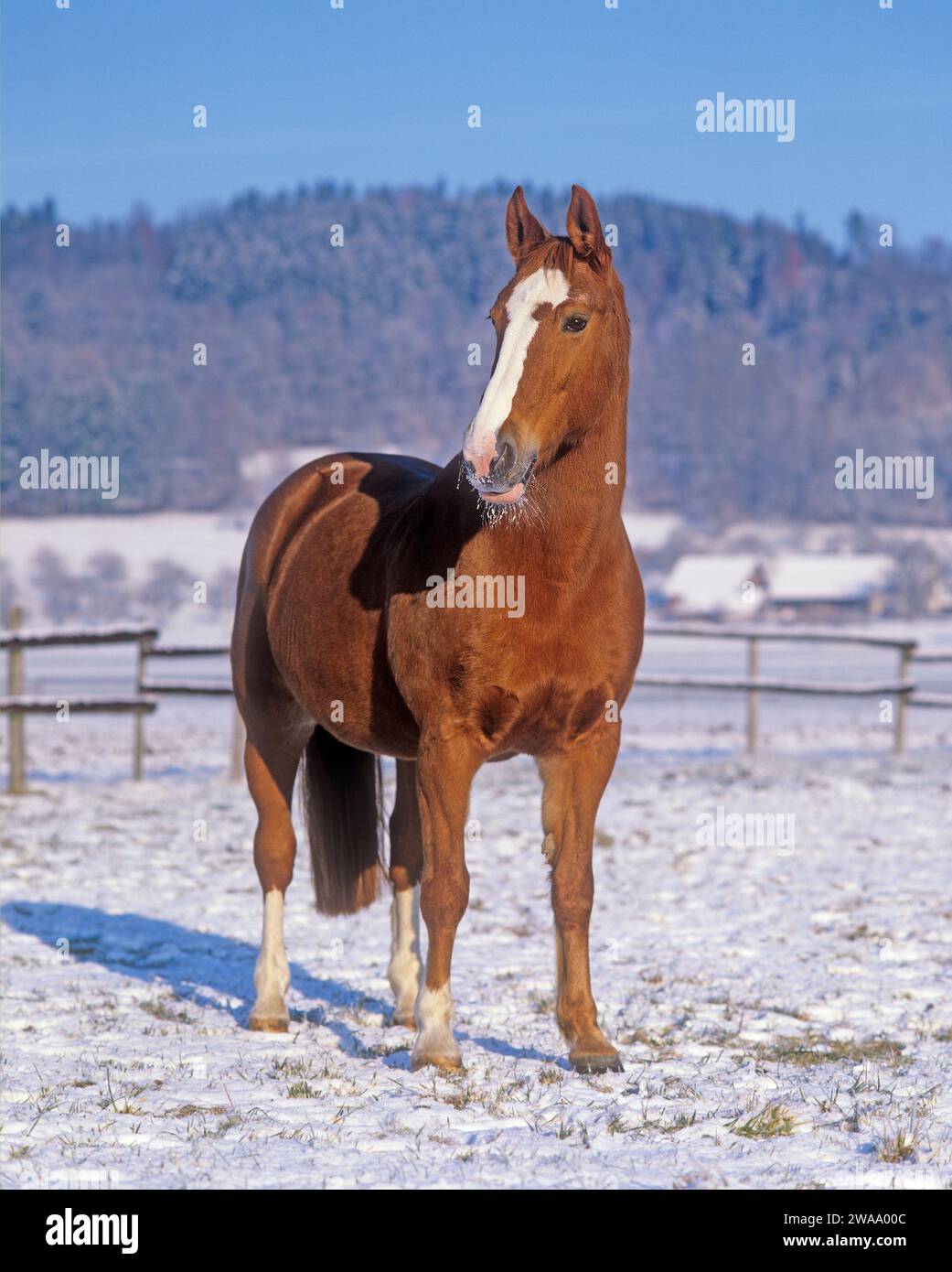 Holstein mare hi-res stock photography and images - Alamy