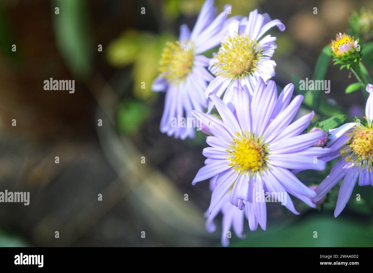 Purple Italian Aster Bloom Stock Photo - Alamy